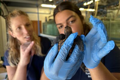 Two Oceans Aquarium | What happens when a turtle hatchling arrives at…