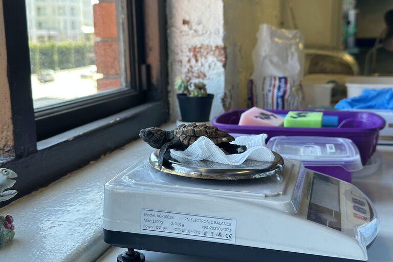 Two Oceans Aquarium | What happens when a turtle hatchling arrives at…