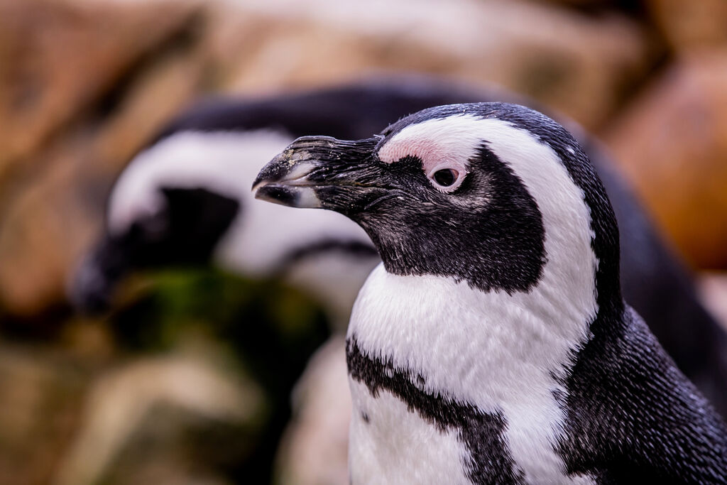 Two Oceans Aquarium | 10 things that penguins are better at than…