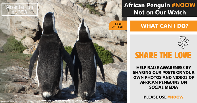Two Oceans Aquarium | Three reasons African penguins face extinction…