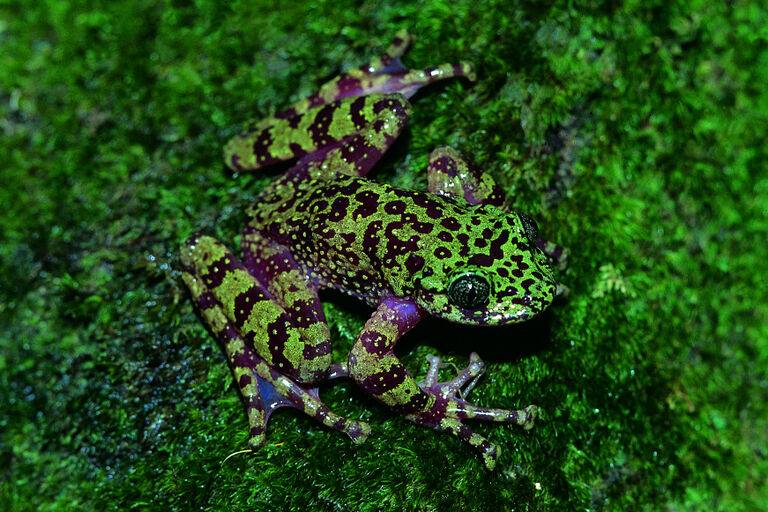 Two Oceans Aquarium | It's un-frog-gettable, frog-a-licious Frog Week…