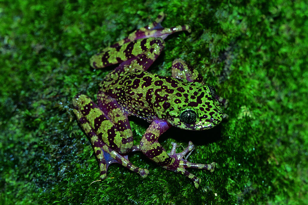 Two Oceans Aquarium | It's un-frog-gettable, frog-a-licious Frog Week…