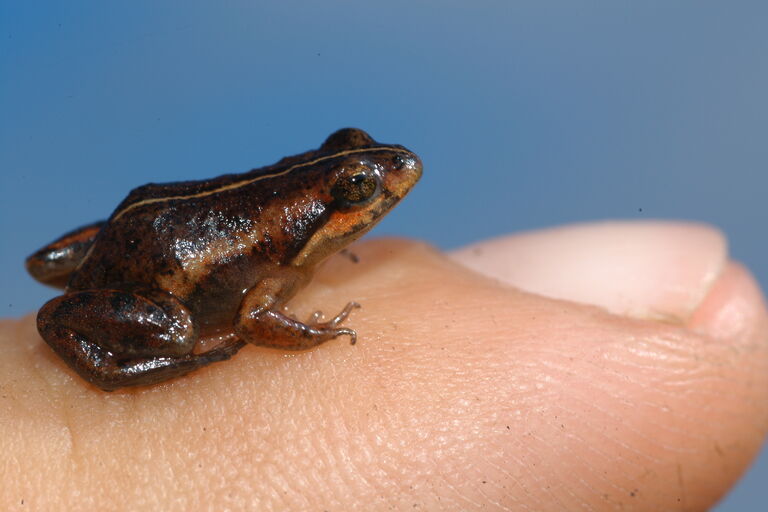 Two Oceans Aquarium | It's un-frog-gettable, frog-a-licious Frog Week…