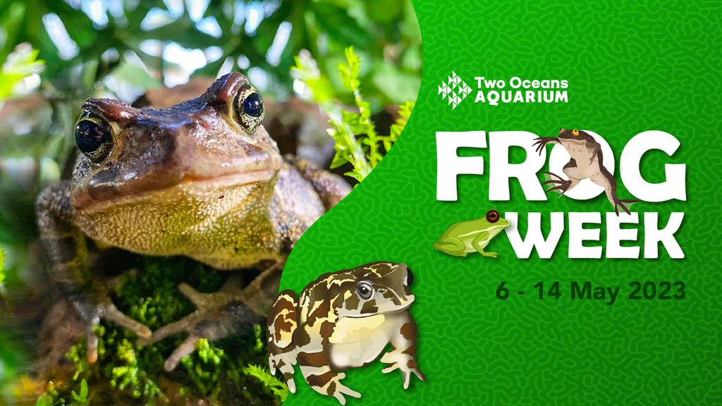 Two Oceans Aquarium | It's un-frog-gettable, frog-a-licious Frog Week…