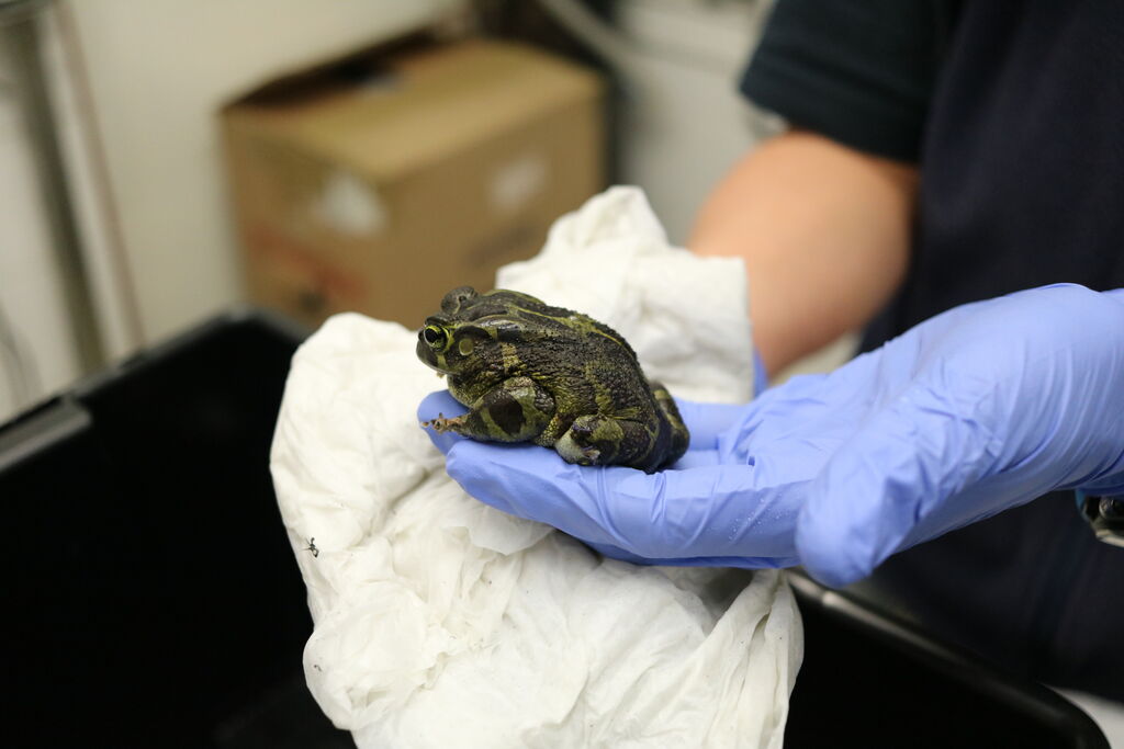 Two Oceans Aquarium | Lego: The tiny toad with a terrific survival…