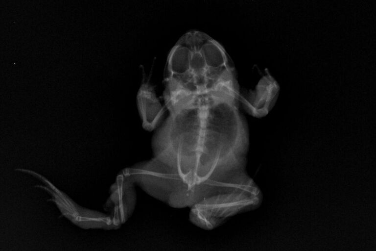 Two Oceans Aquarium | Lego: The tiny toad with a terrific survival…