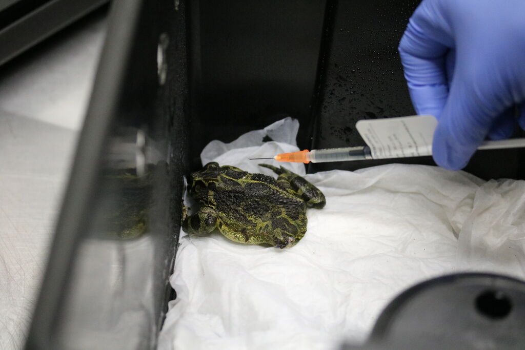 Two Oceans Aquarium Foundation | Lego: The tiny toad with a terrific…