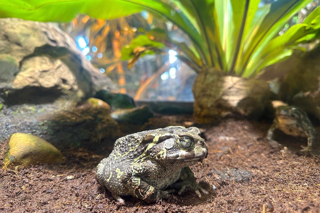 Two Oceans Aquarium | Get a toad of this: Everything you should know…