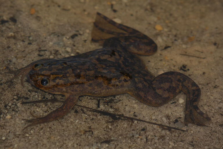 Two Oceans Aquarium | Meet the platanna: Strange feet, stranger frog!