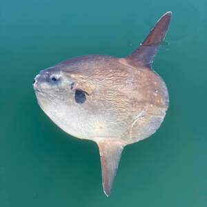 Two Oceans Aquarium | The weird and wonderful sunfish: Everything you…