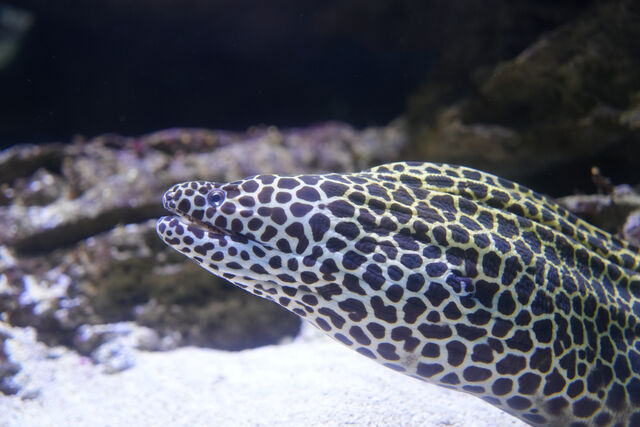 Two Oceans Aquarium | 11 incredib-eel facts about moray eels