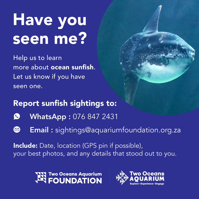 Two Oceans Aquarium | Searching for sunfish