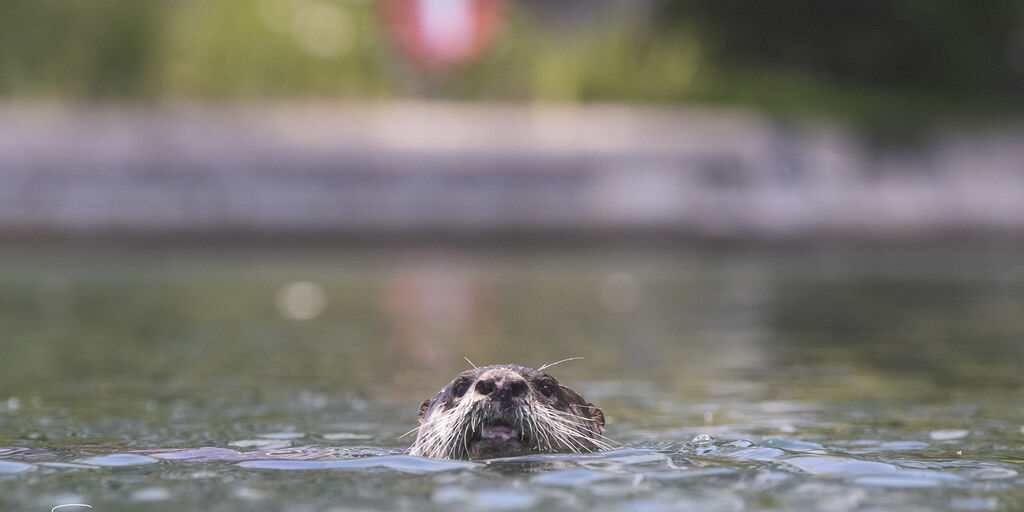 Two Oceans Aquarium | Otters: Media pack