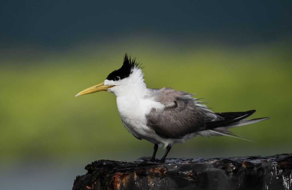 Two Oceans Aquarium | Types of seabirds in the V&A Waterfront