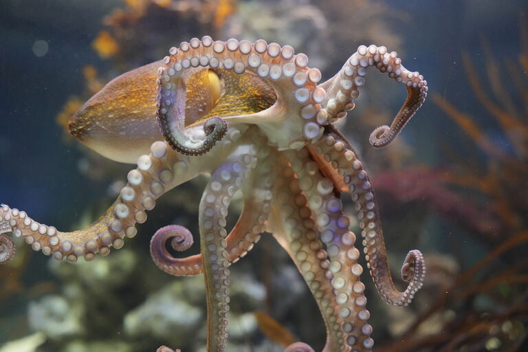 Two Oceans Aquarium | Happy Cephalopod Week!