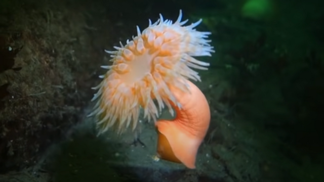 Two Oceans Aquarium | 7 cool anemone facts you may not know!