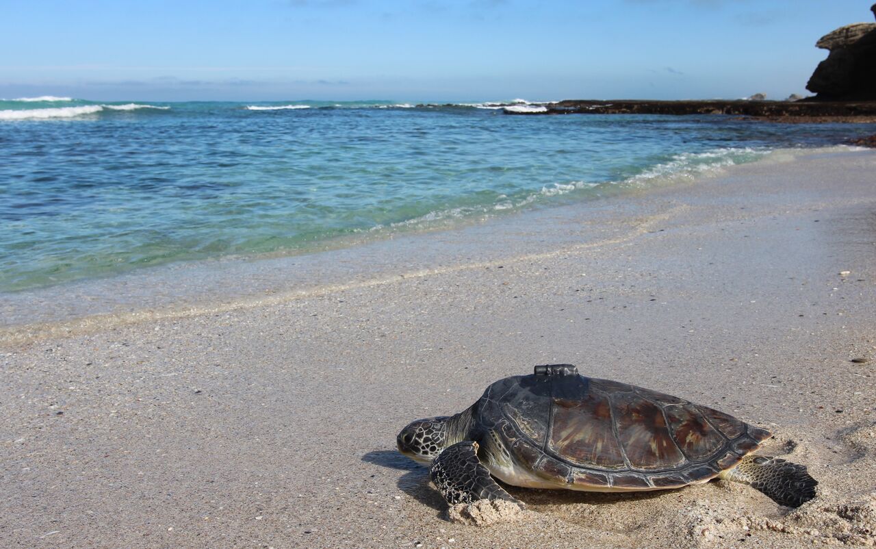 Two Oceans Aquarium | How do marine protected areas impact turtles?