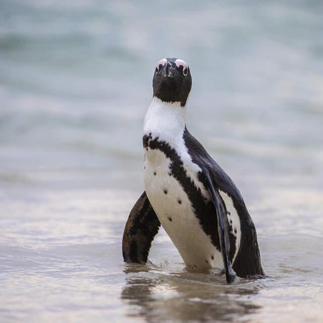 Two Oceans Aquarium Foundation | Not On Our Watch: African penguin…