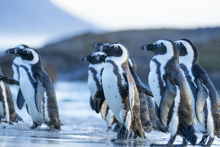 Two Oceans Aquarium Foundation | Not On Our Watch: African penguin…