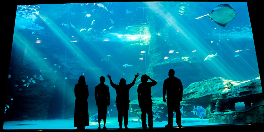 Two Oceans Aquarium | Opening hours, prices, and more