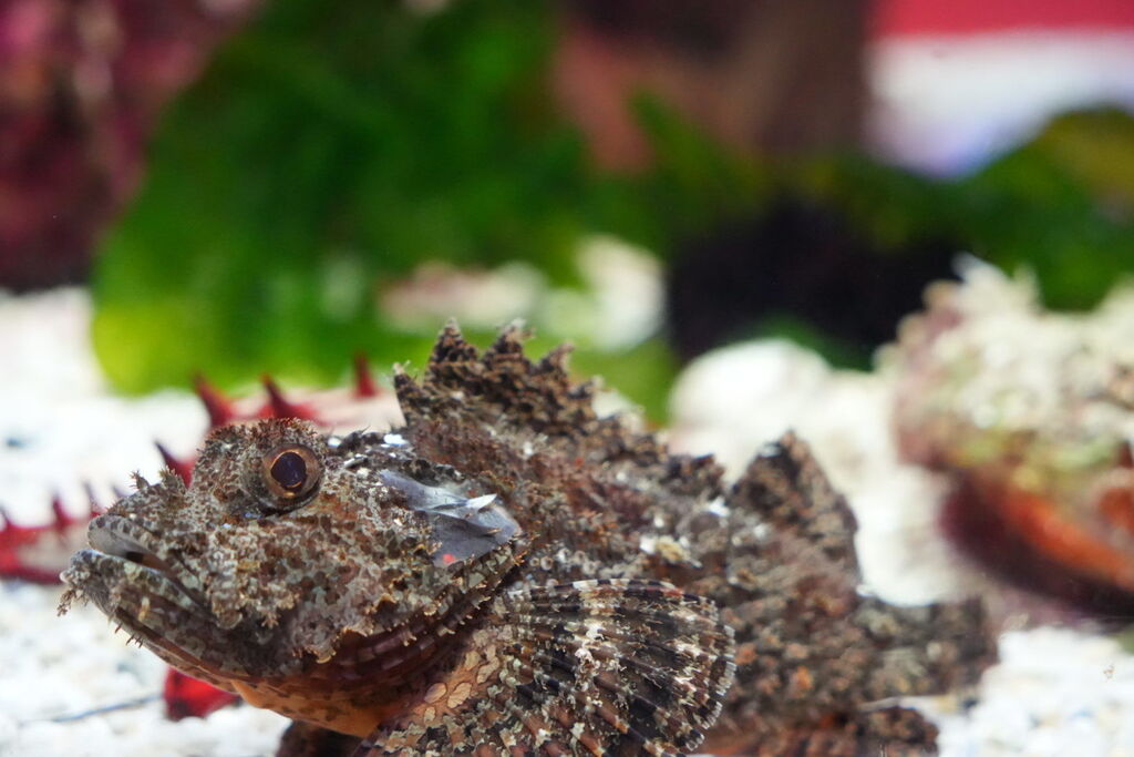 Two Oceans Aquarium | Everything you should know about scorpionfish