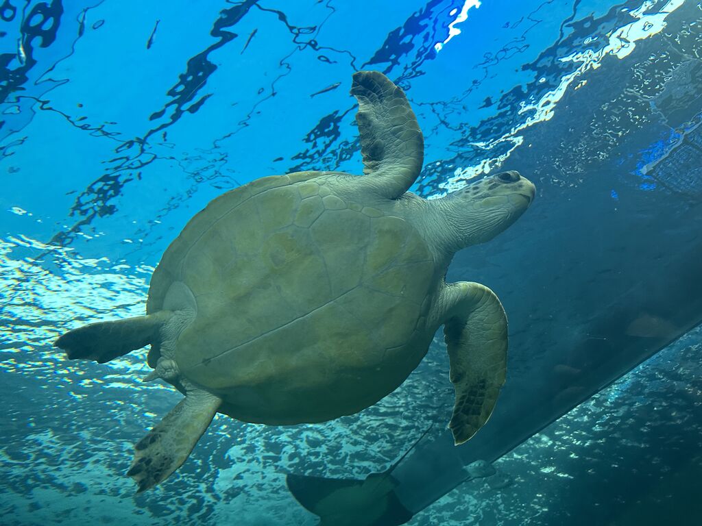 Two Oceans Aquarium | Meet Bheni, the green turtle!