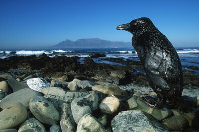 Two Oceans Aquarium | Why are African penguins going extinct?