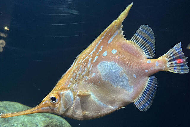 Two Oceans Aquarium | Say goodbye to winter with these colourful…