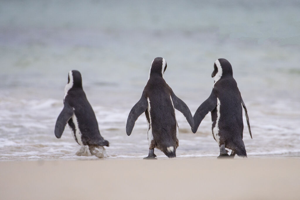 Two Oceans Aquarium | What is the African penguin’s role in the…