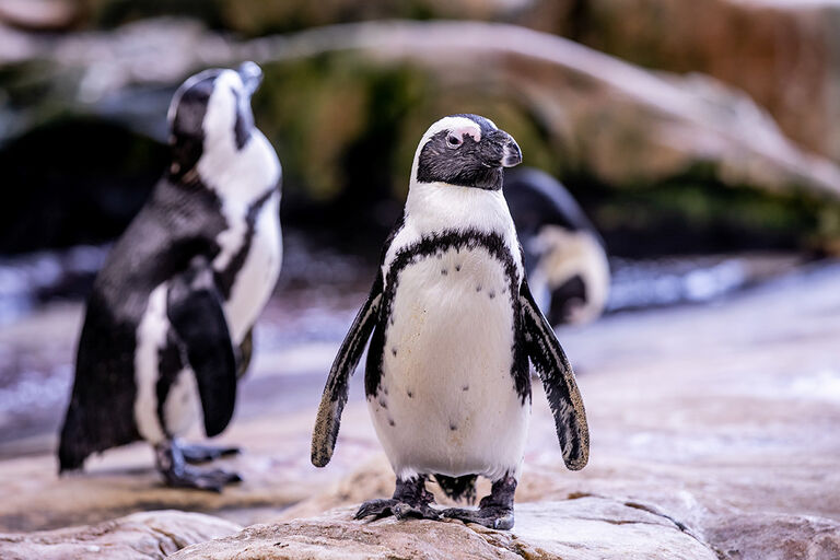 Two Oceans Aquarium Foundation | Best facts about the iconic African…