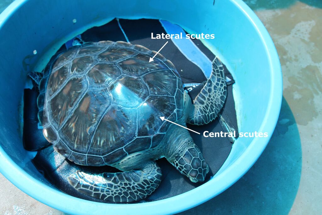 Two Oceans Aquarium | How to tell the difference between turtle…