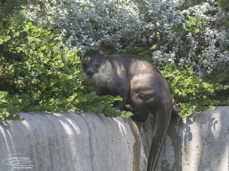 Two Oceans Aquarium Foundation | Happy Otter Day: Learn about the…