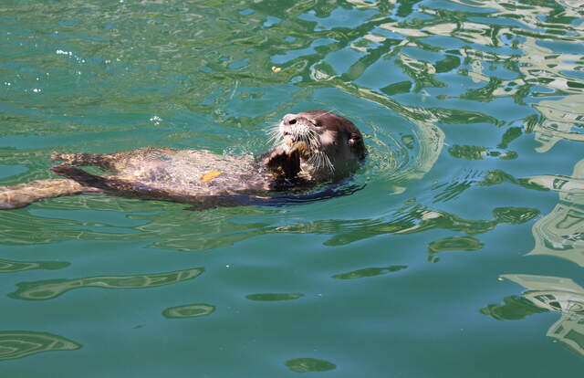 Two Oceans Aquarium | Otters: Media pack