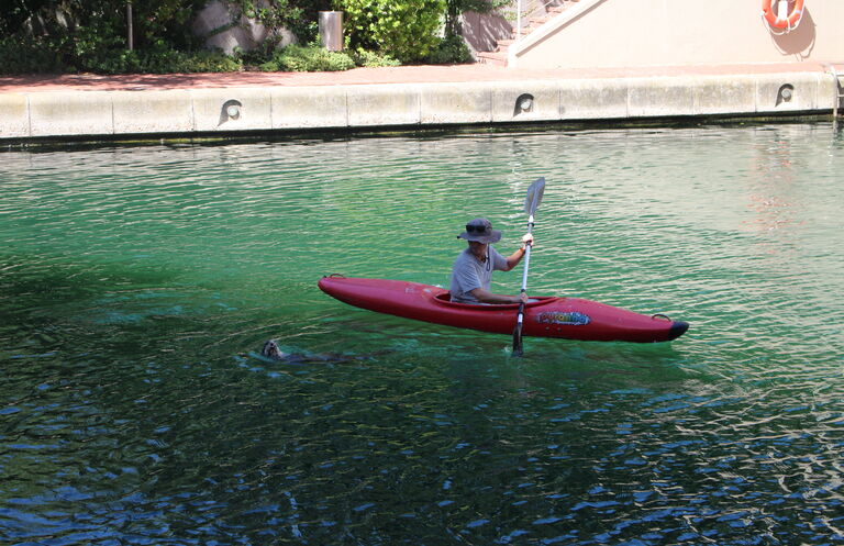 Two Oceans Aquarium | Otters: Media pack