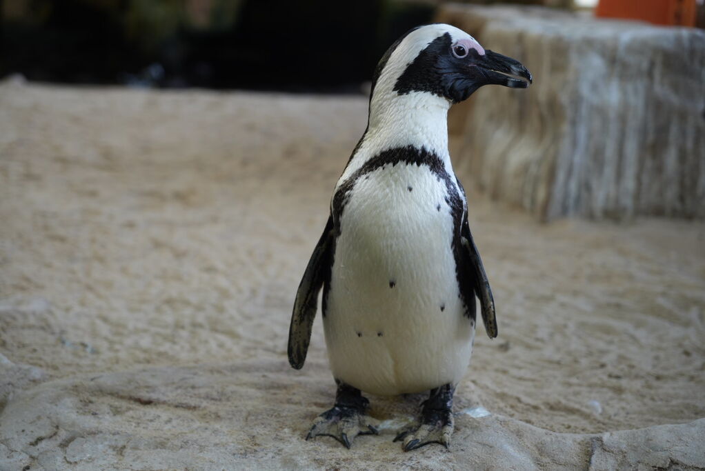 Two Oceans Aquarium | What is the African penguin’s role in the…