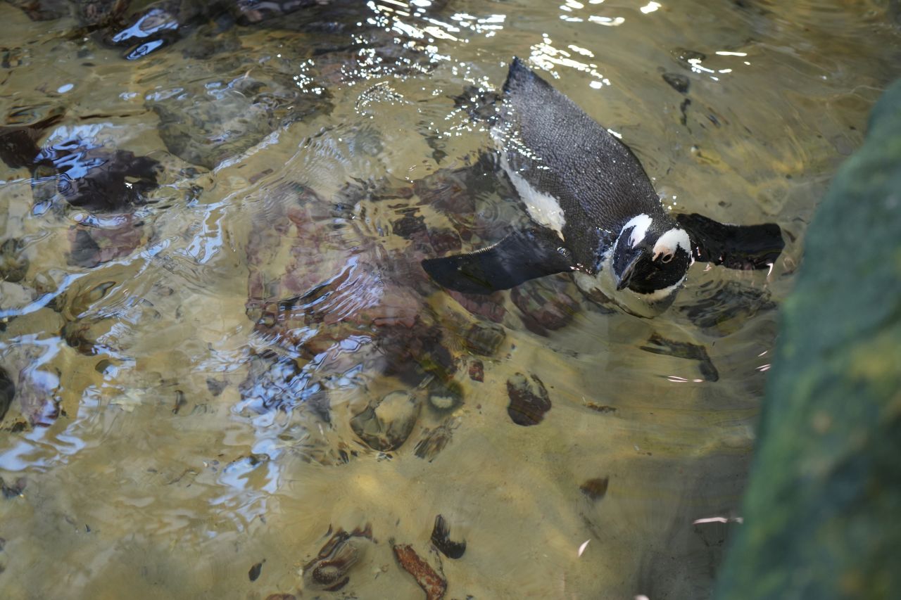 Two Oceans Aquarium | What is the African penguin’s role in the…
