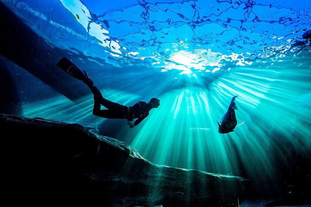 Two Oceans Aquarium | Buoyancy: animals vs divers