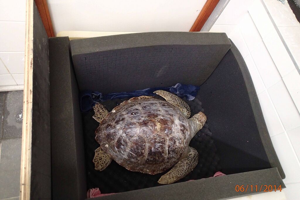 Two Oceans Aquarium | Bob the turtle's rollercoaster rehabilitation