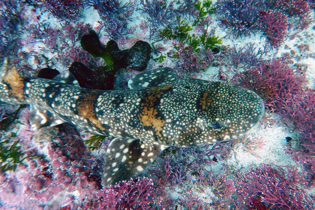 Two Oceans Aquarium | Shark showcase: Puffadder shyshark