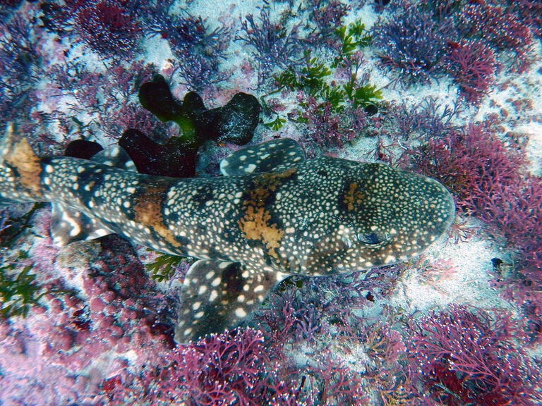 Two Oceans Aquarium | Shark showcase: Puffadder shyshark