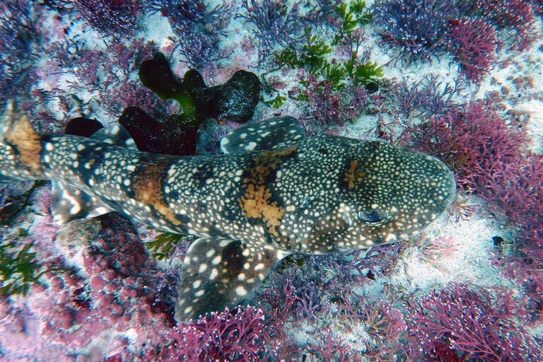Two Oceans Aquarium | Shark showcase: Puffadder shyshark