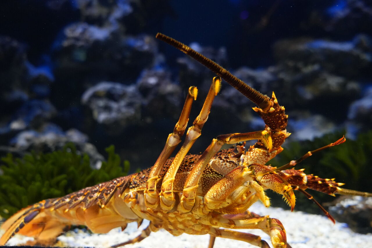 Two Oceans Aquarium | Meet the West Coast rock lobster!