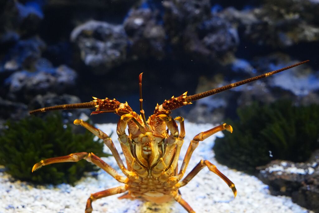 Two Oceans Aquarium | Meet the West Coast rock lobster!