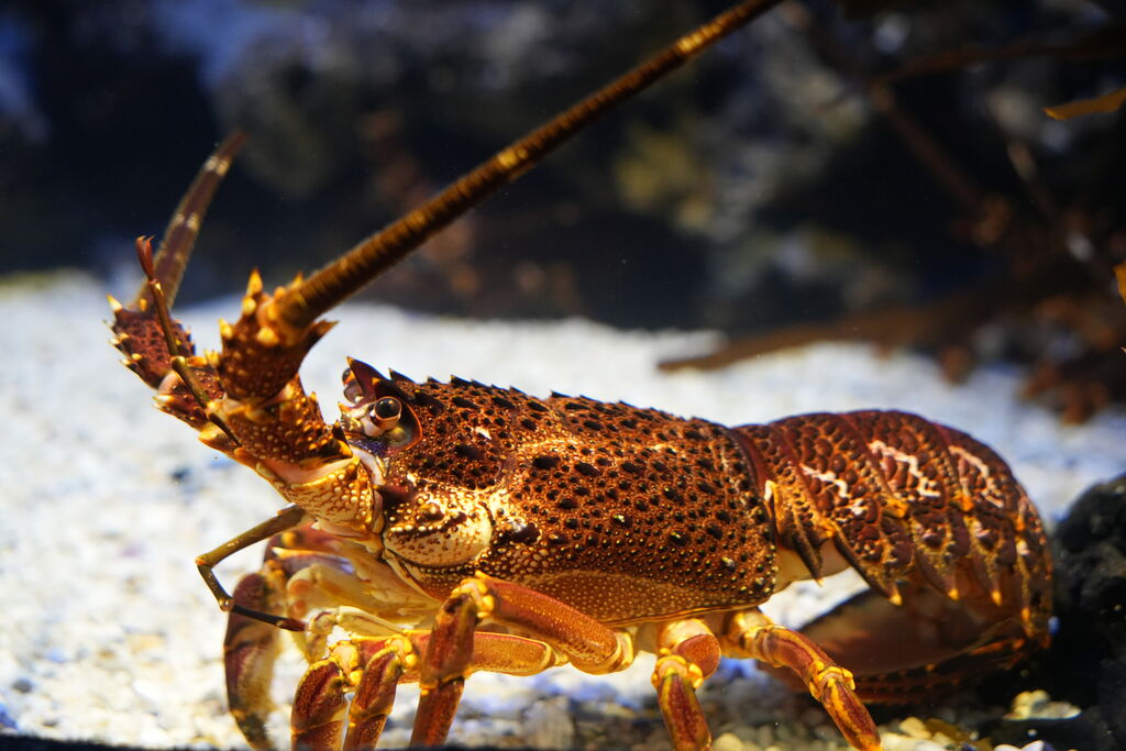Two Oceans Aquarium | Meet the West Coast rock lobster!