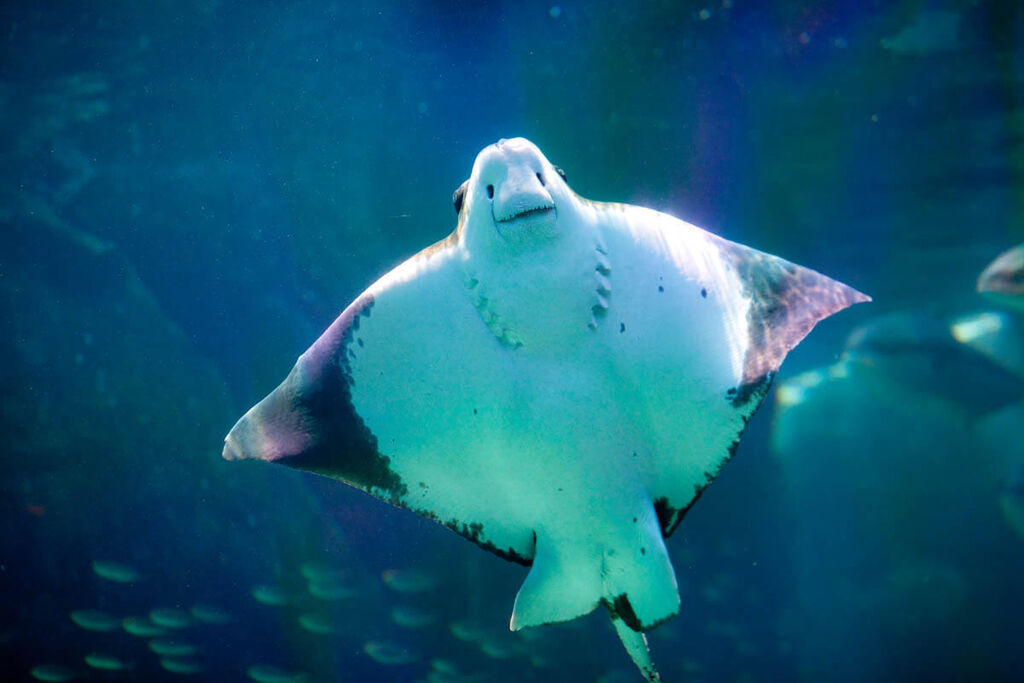 Two Oceans Aquarium | Eagle rays: everything you need to know about…