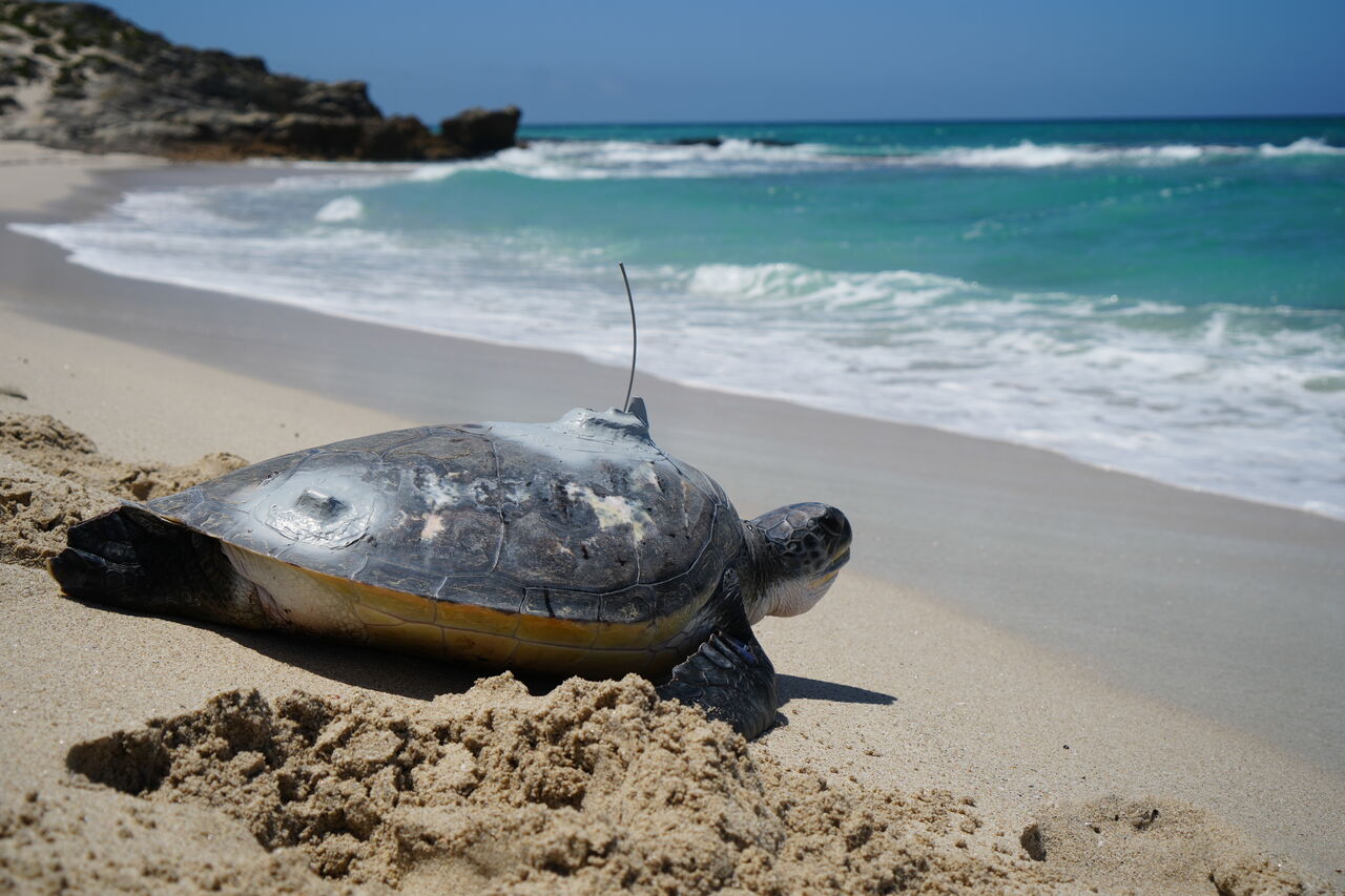 Two Oceans Aquarium | Release for research: Bheni the green turtle…