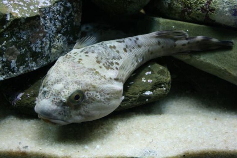 Two Oceans Aquarium | Meet the rocksucker - a fish that is awesome,…