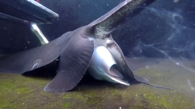 Two Oceans Aquarium | Stingrays give birth to live young - take a look