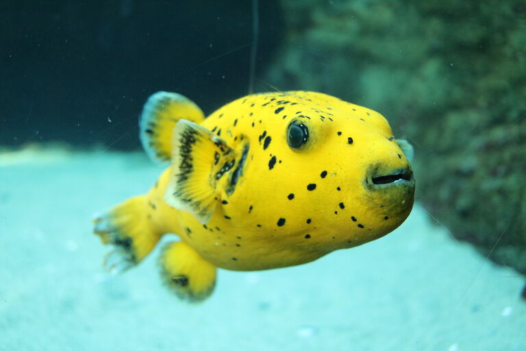 Two Oceans Aquarium | Have you met Pawpaw the pufferfish?