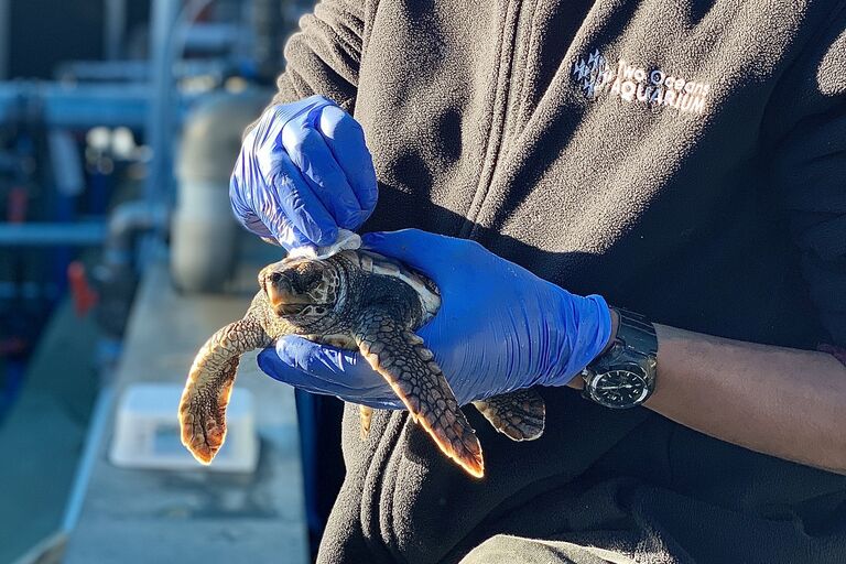 Two Oceans Aquarium | Oceans Alive helping our rescued hatchlings…